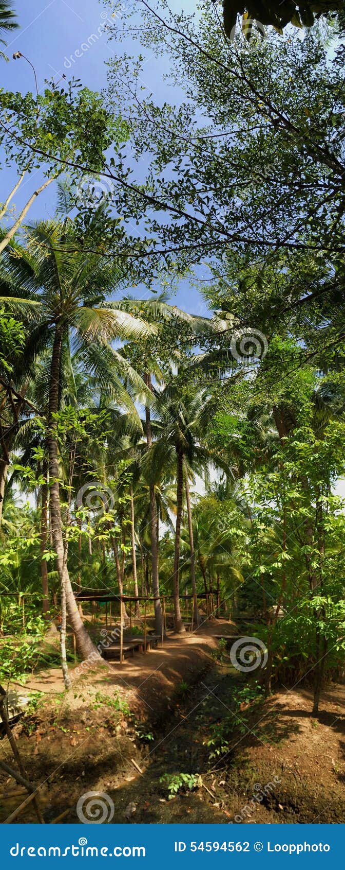 Panorama Orchard coconut stock photo. Image of tree, orchard - 54594562