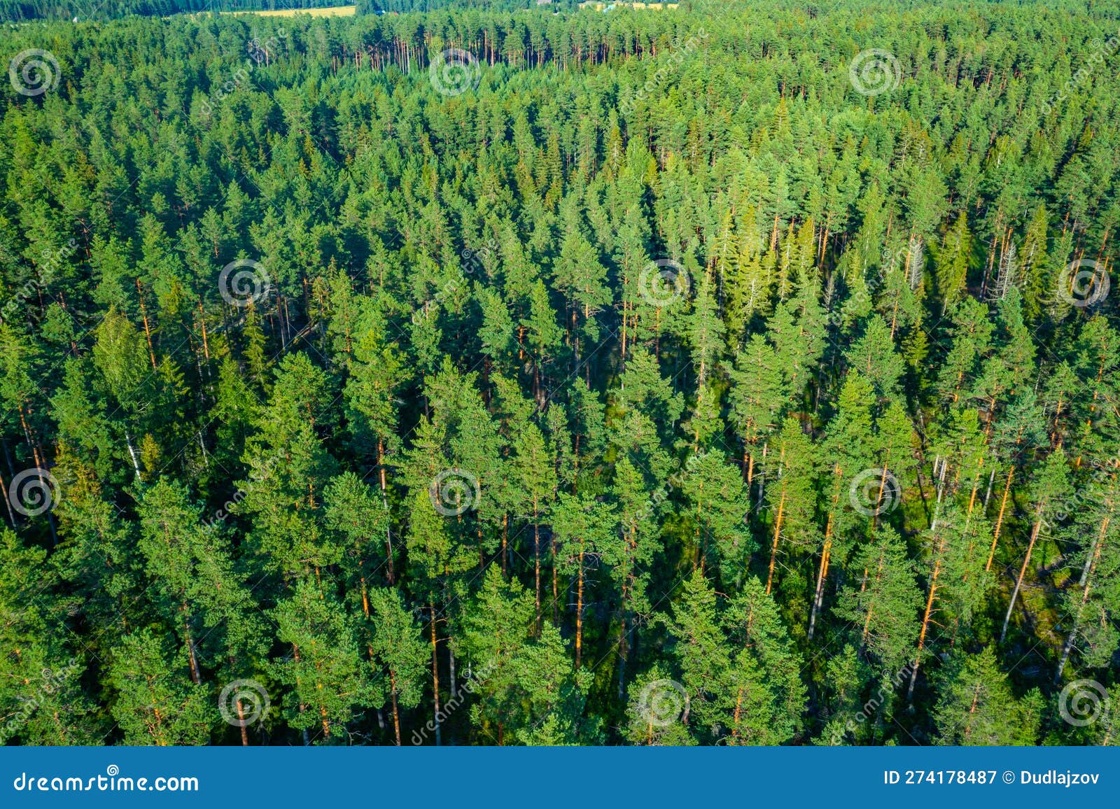 Panorama of Pine Forest Near Rauma, Finland Stock Image - Image of ...