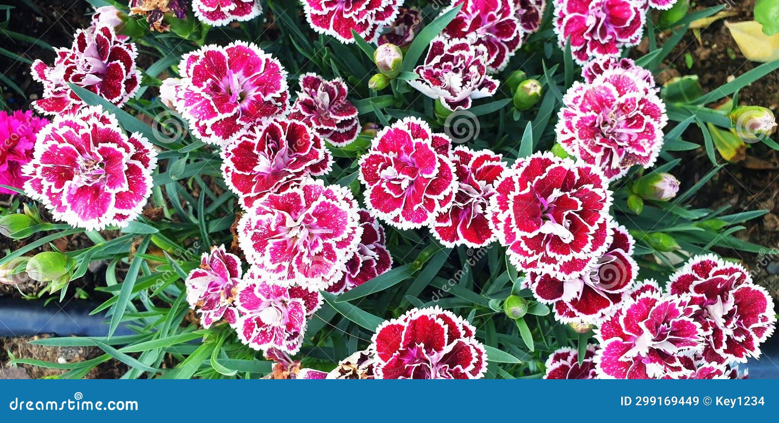 Panorama of Pink and White Dianthus Flowers Stock Image - Image of ...