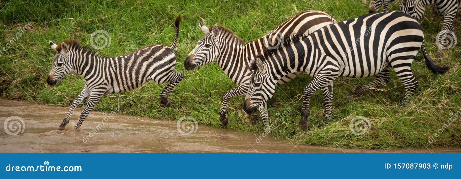 Panorama of Plains Zebra Jumping into River Stock Image - Image of ...