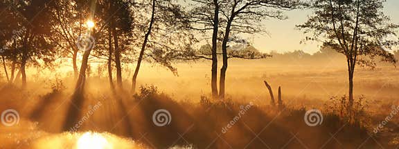 Panorama Rays of the Rising Sun Stock Photo - Image of spring, panorama ...