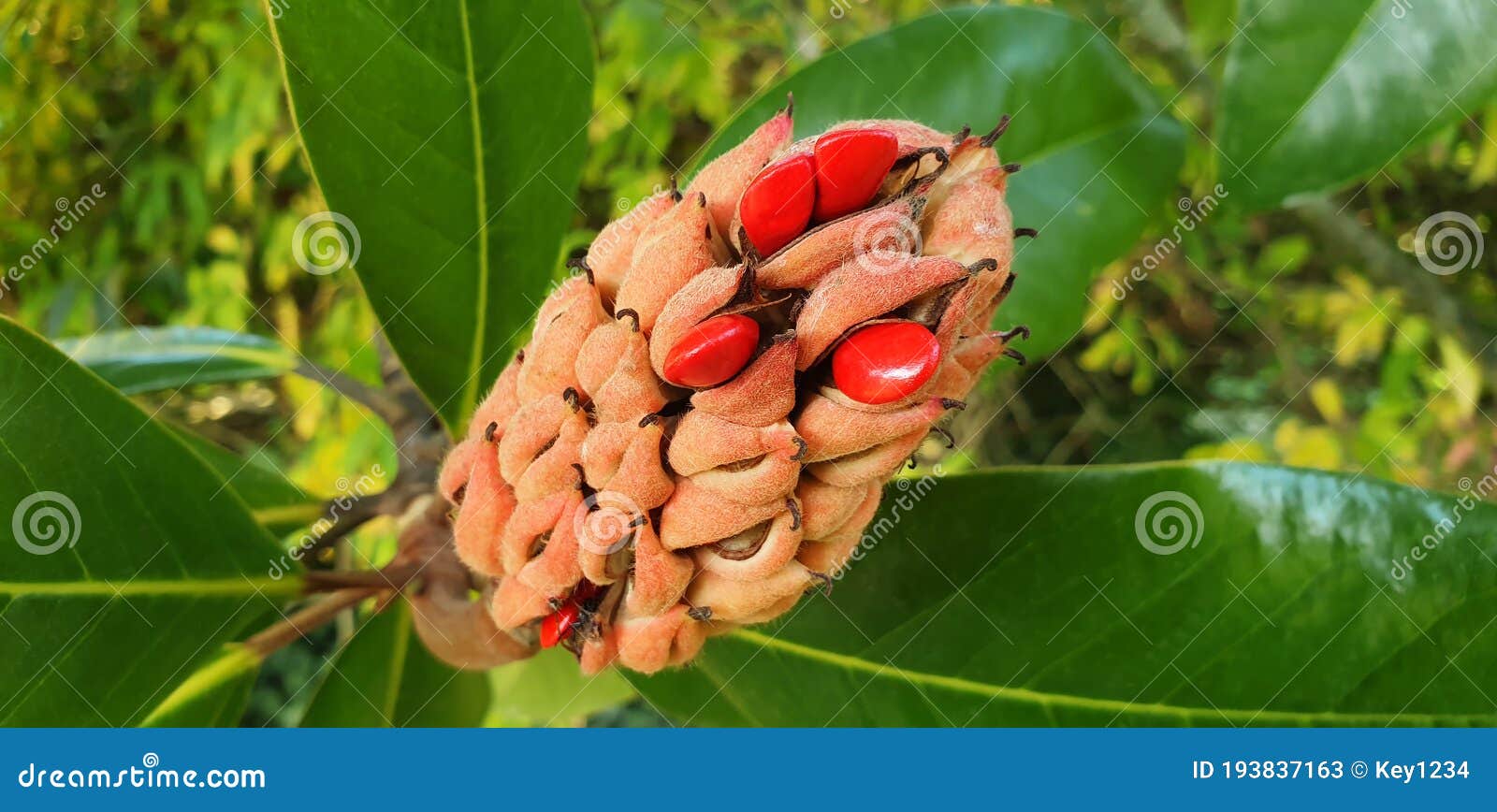 Panorama of Red Magnolia Seeds Stock Image - Image of seeds, fruit ...