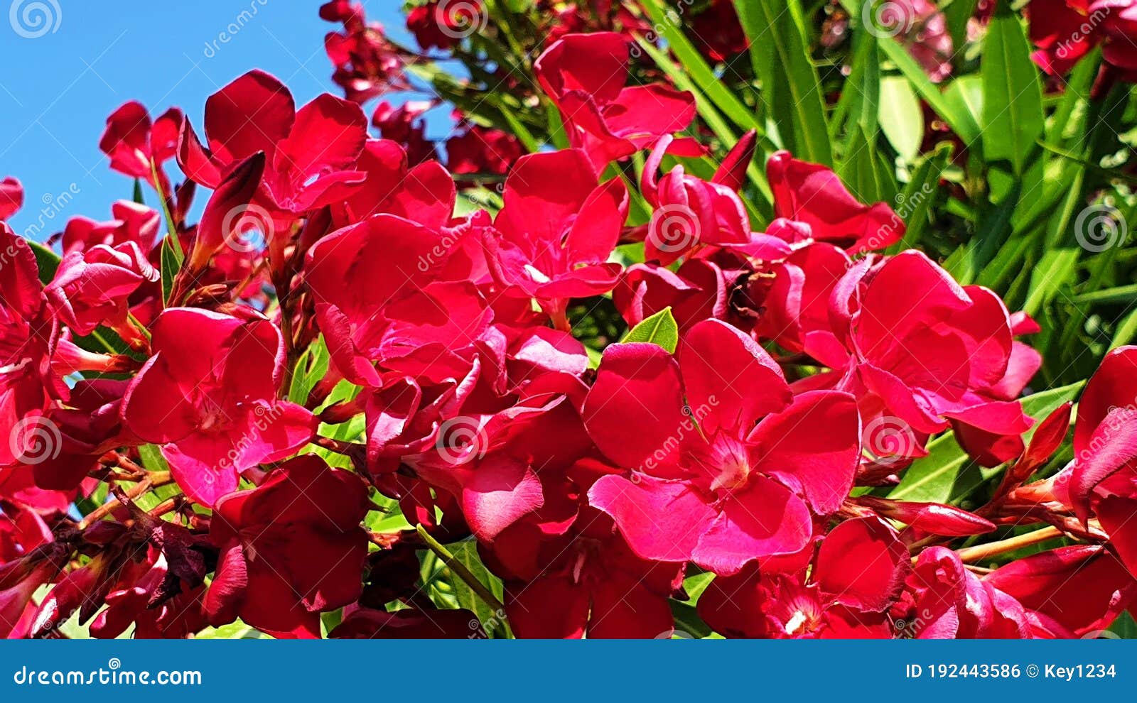 Panorama of Red Nerium or Nerium Oleander Flowers Stock Photo - Image ...