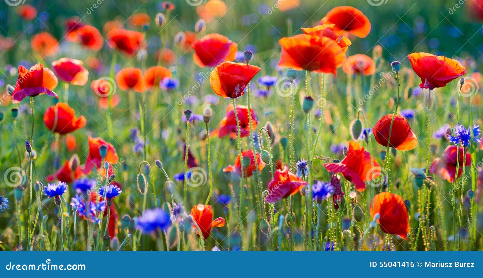 Panorama of red poppies stock photo. Image of closeup - 55041416