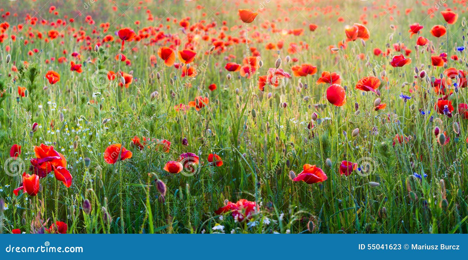 Panorama of red poppies stock image. Image of floral - 55041623