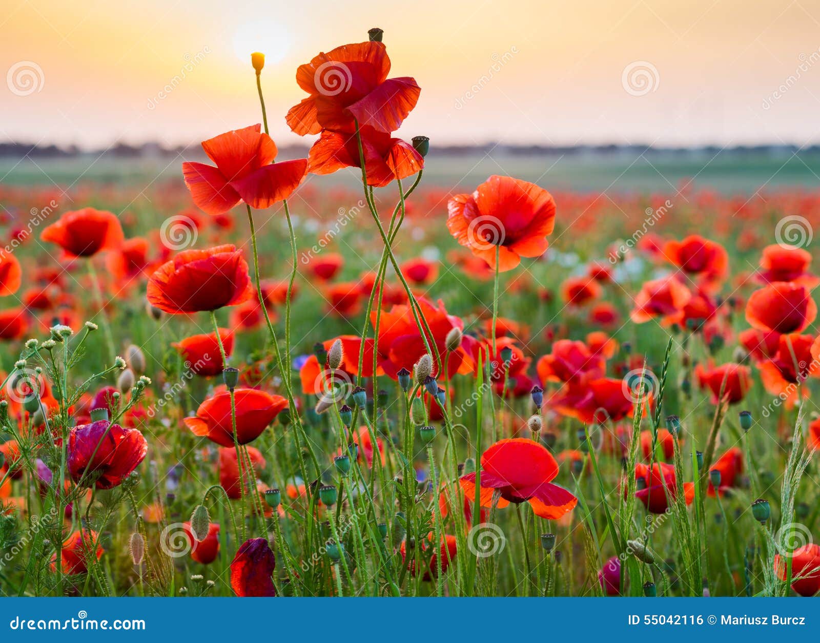 Panorama of red poppies stock photo. Image of poppies - 55042116
