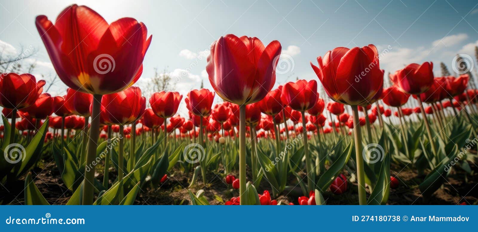 Panorama of Red Tulips Field from the Bottom View Stock Illustration ...
