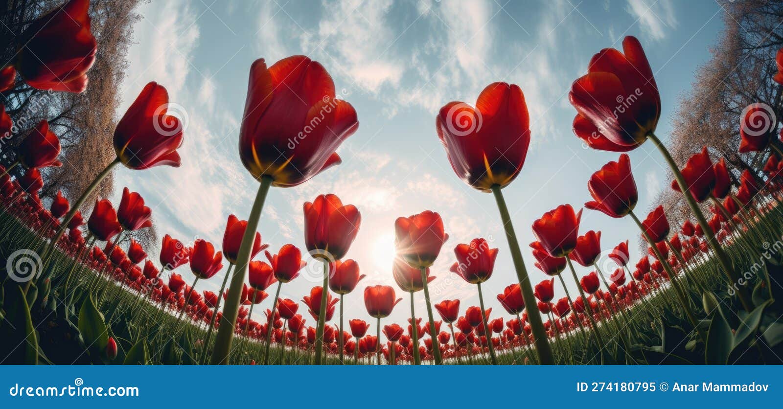 Panorama of Red Tulips Field from the Bottom View Stock Illustration ...