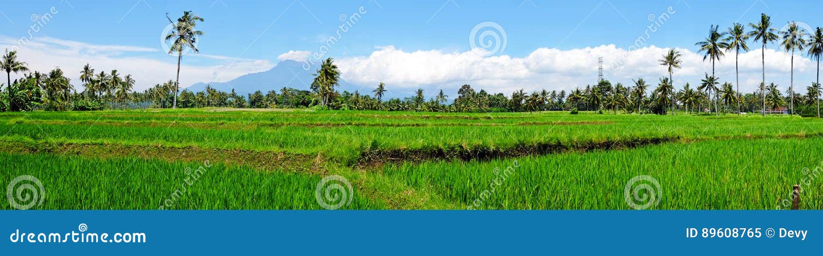 Panorama from Rice Field Landscape on Java Island, Indonesia Stock ...