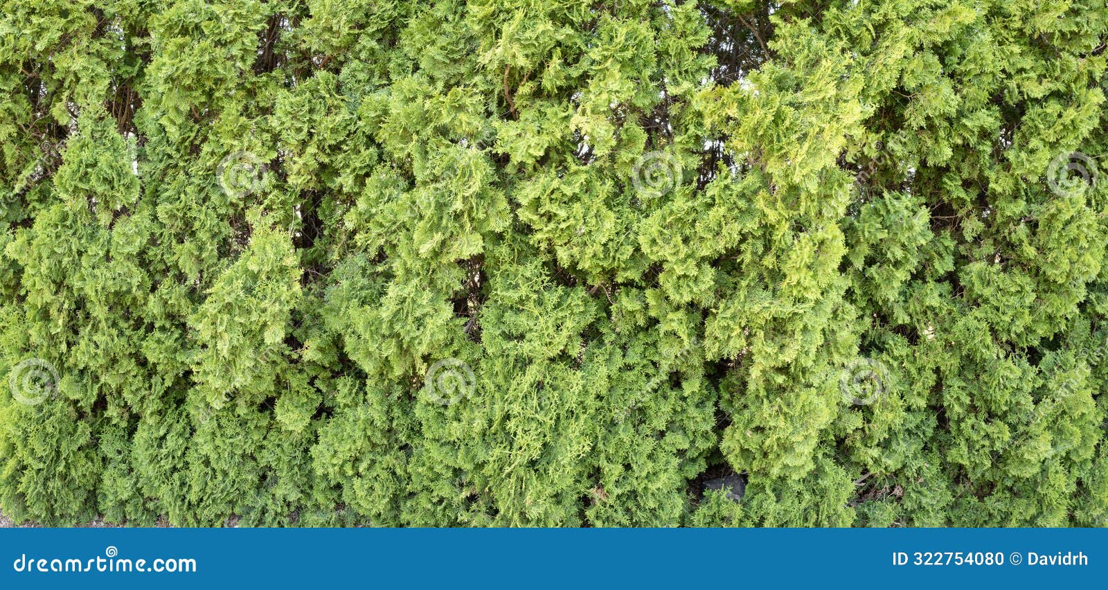 Panorama of a Row of Western Cedar Trees Forming a Privacy Hedge in the ...
