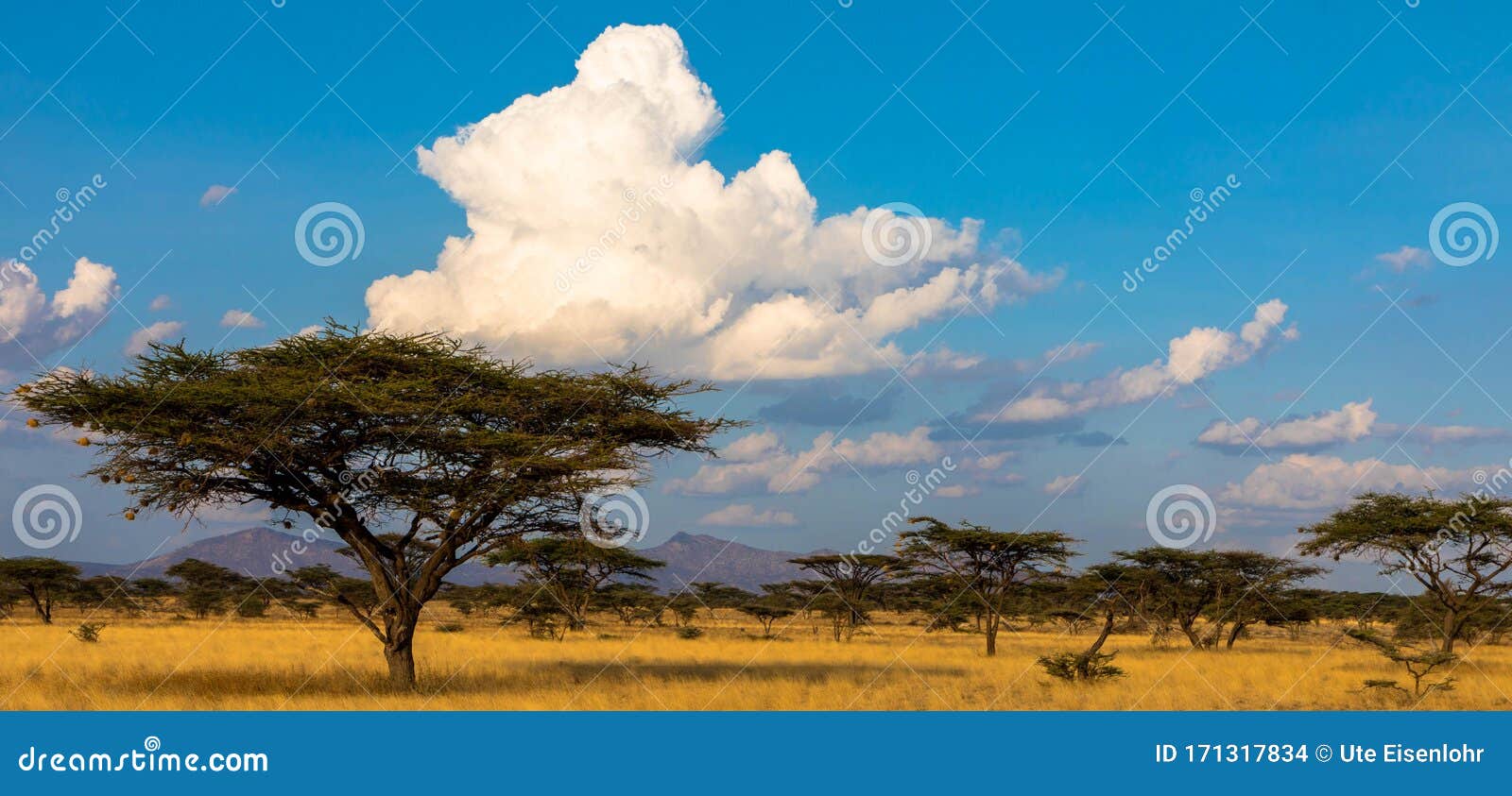 Acacia Trees in the Plain of Africa Stock Photo - Image of bush, cloud ...