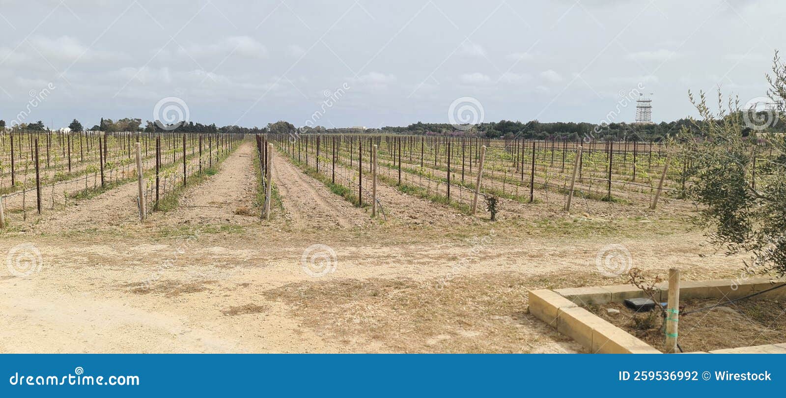 Panorama Shot of a Wide Vineyard View in Attard, Malta Stock Photo ...