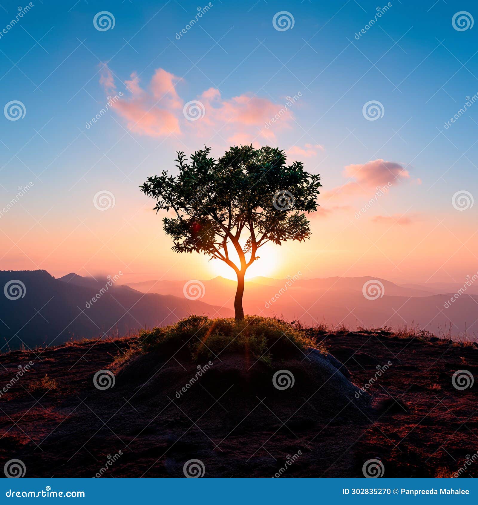 Panorama Single Tree Growing with Sunrise. Stock Photo - Image of ...