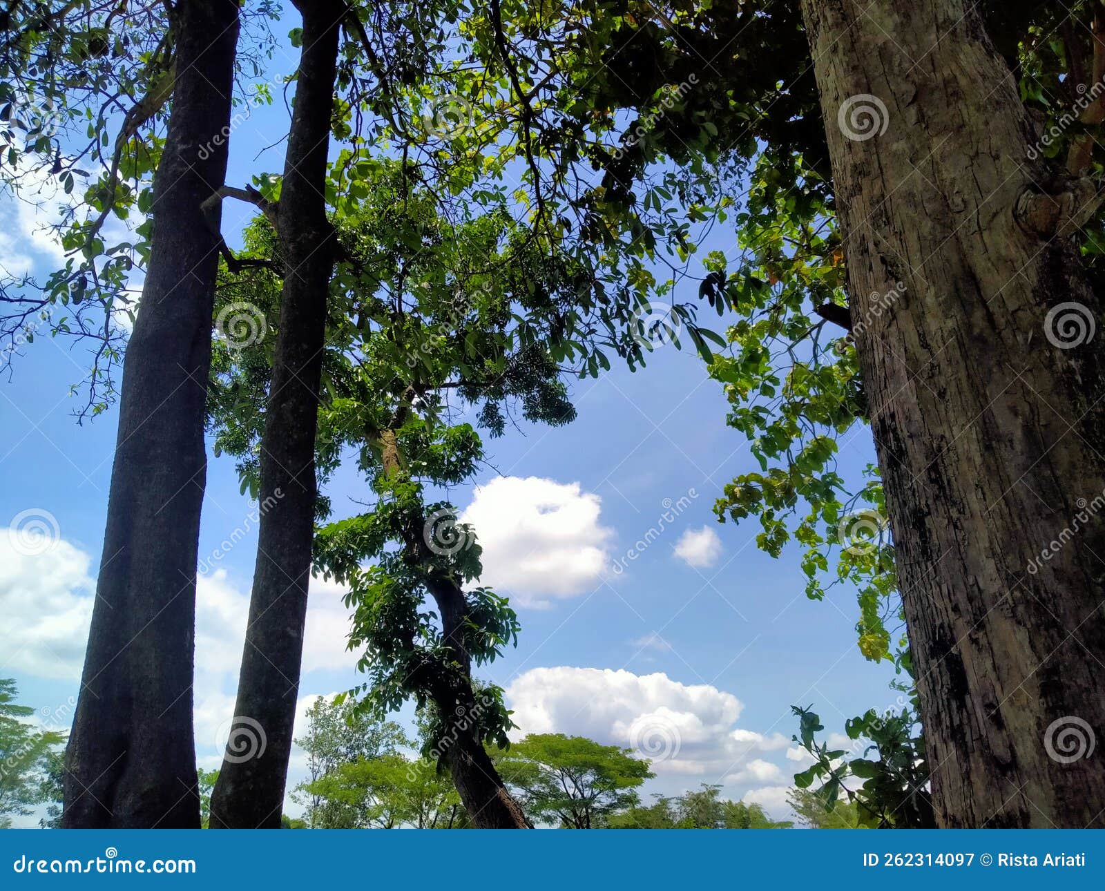 Panorama sky & tree stock image. Image of panorama - 262314097