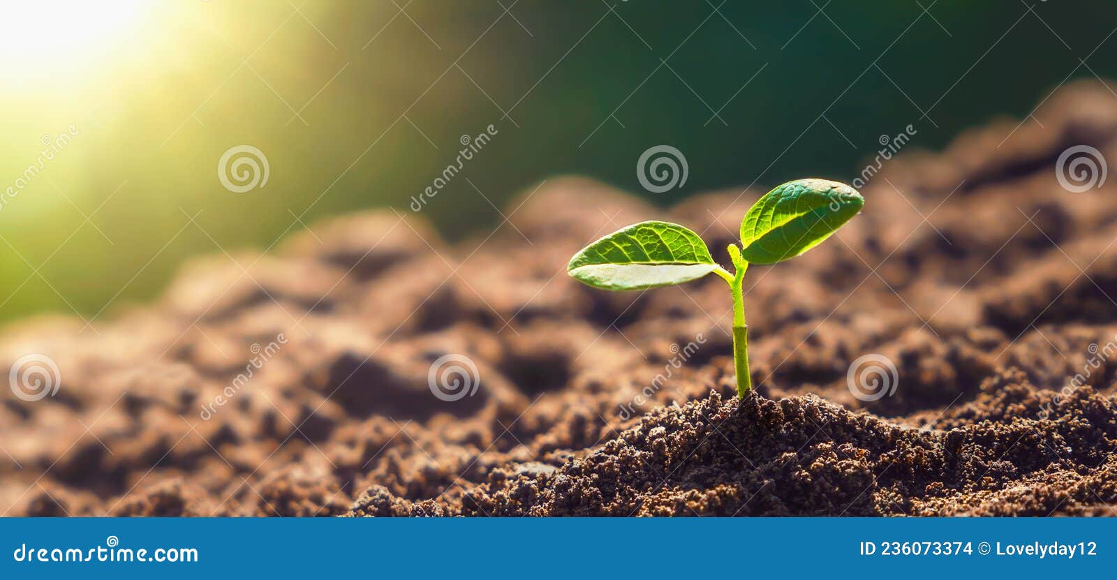 Panorama Small Tree Growing with Sunrise. Green World and Earth Day ...