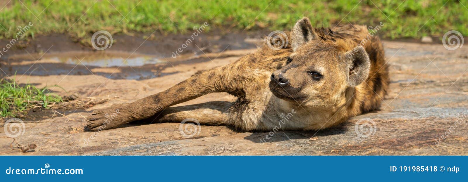 Panorama of Spotted Hyena Lying on Rock Stock Photo - Image of kopje ...