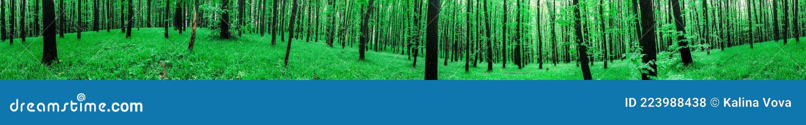 A Panorama Spring Forest Trees. Nature Green Wood Sunlight Backgrounds ...