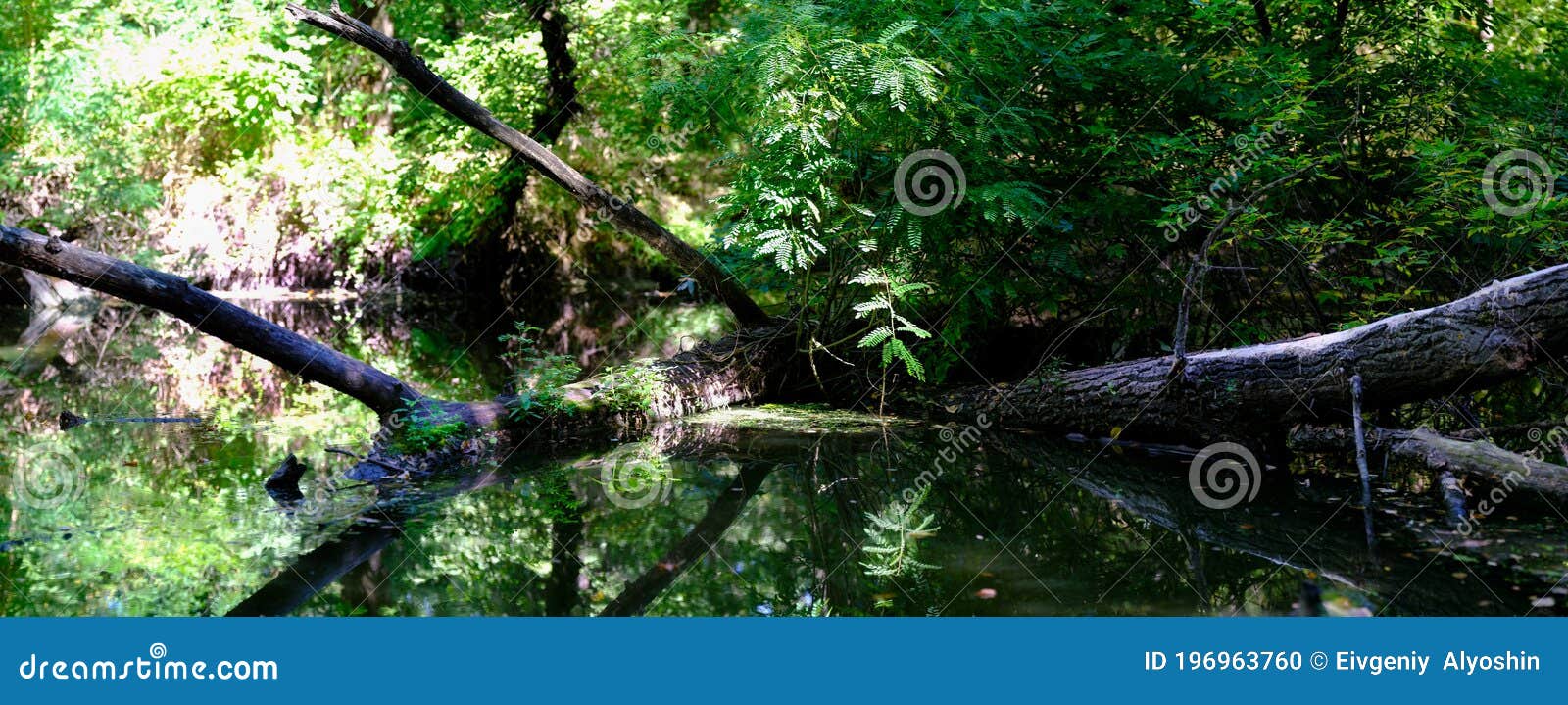 Panorama Spring Green Forest with Falling Tree Reflection Trees in ...