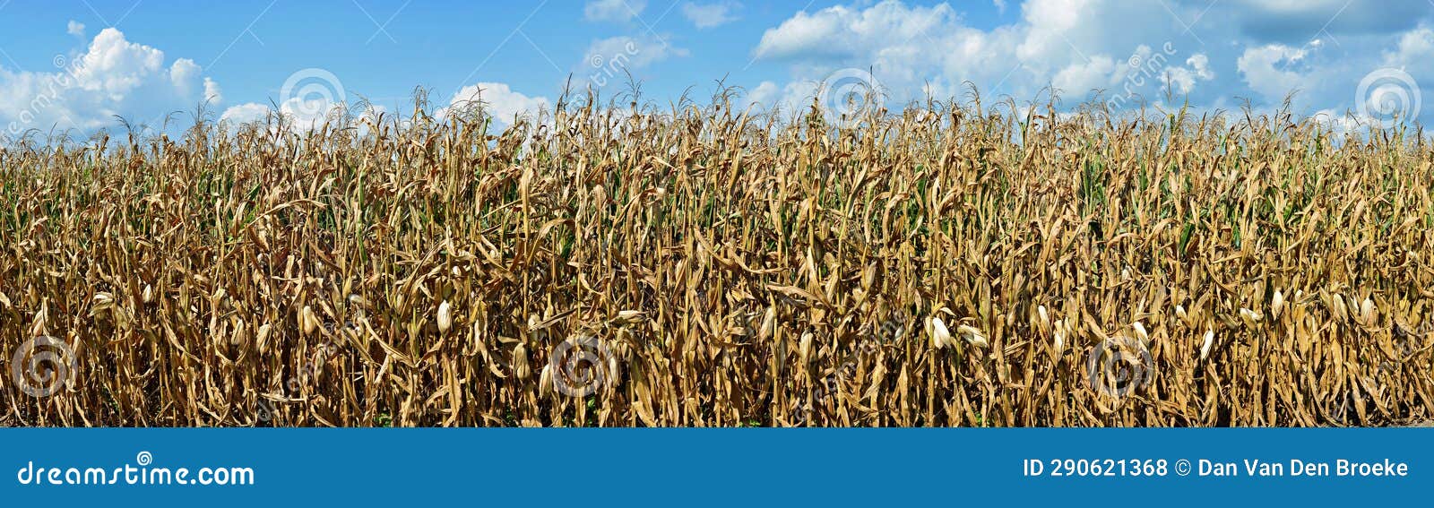 Panorama of Standing Corn Field in the Fall Stock Photo - Image of ...