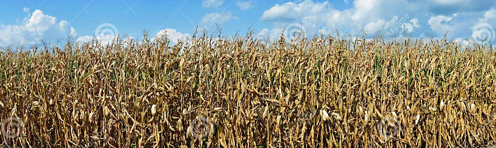 Panorama of Standing Corn Field in the Fall Stock Photo - Image of ...