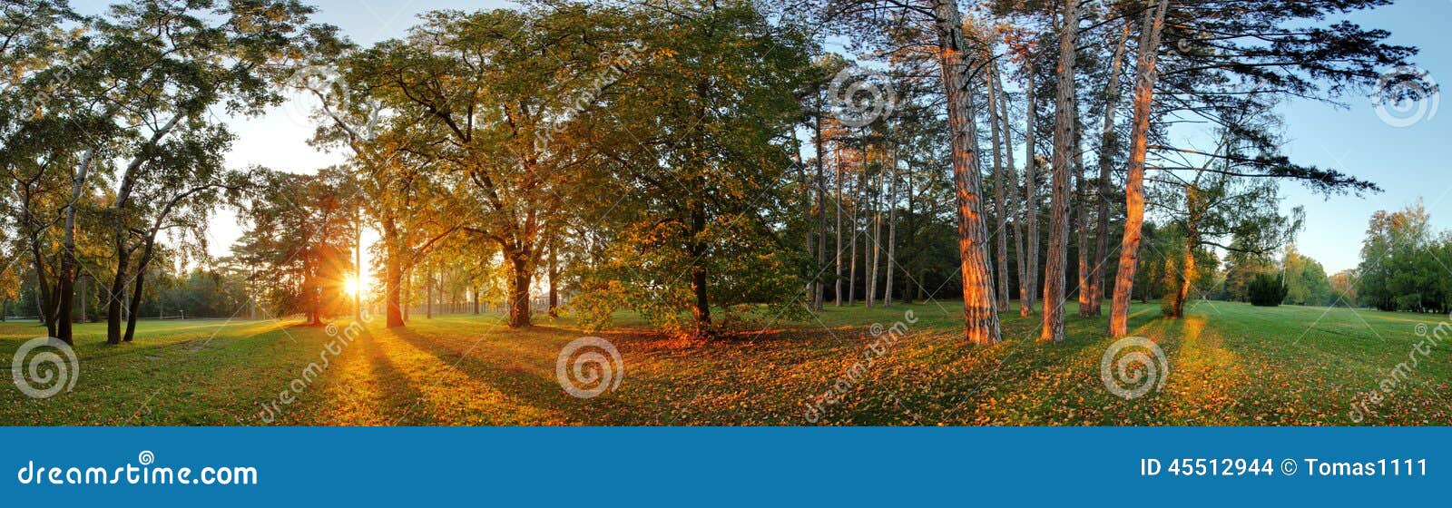 Panorama of Summer - Autumn Tree in Forest Park Stock Photo - Image of ...