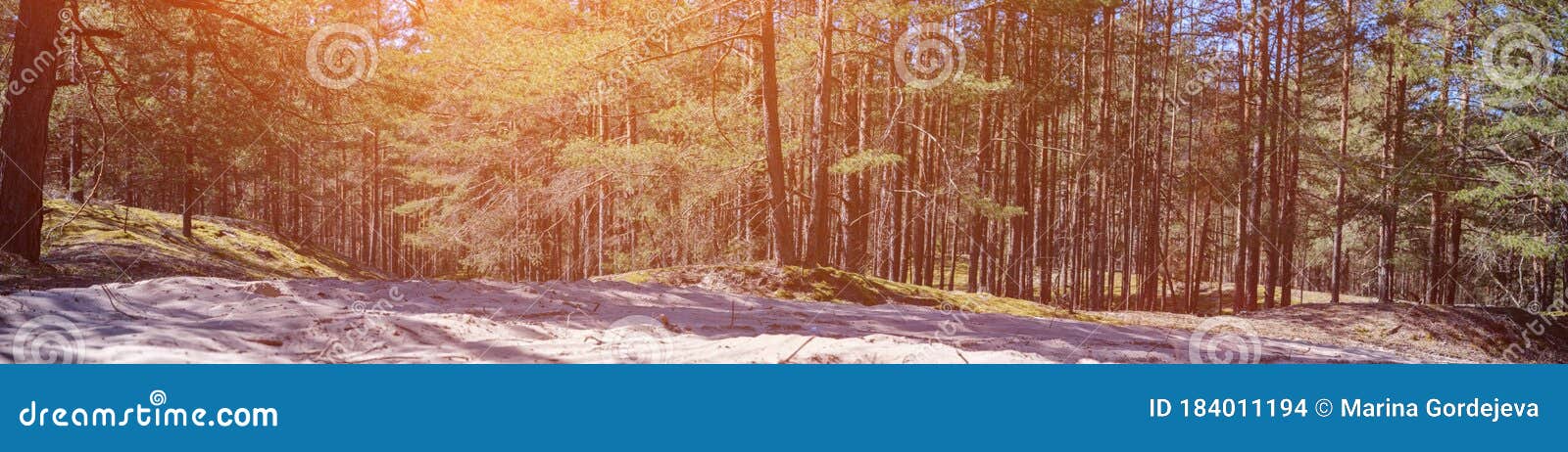 Panorama of a Summer Forest at Sunrise. Sunlight in the Evergreen ...