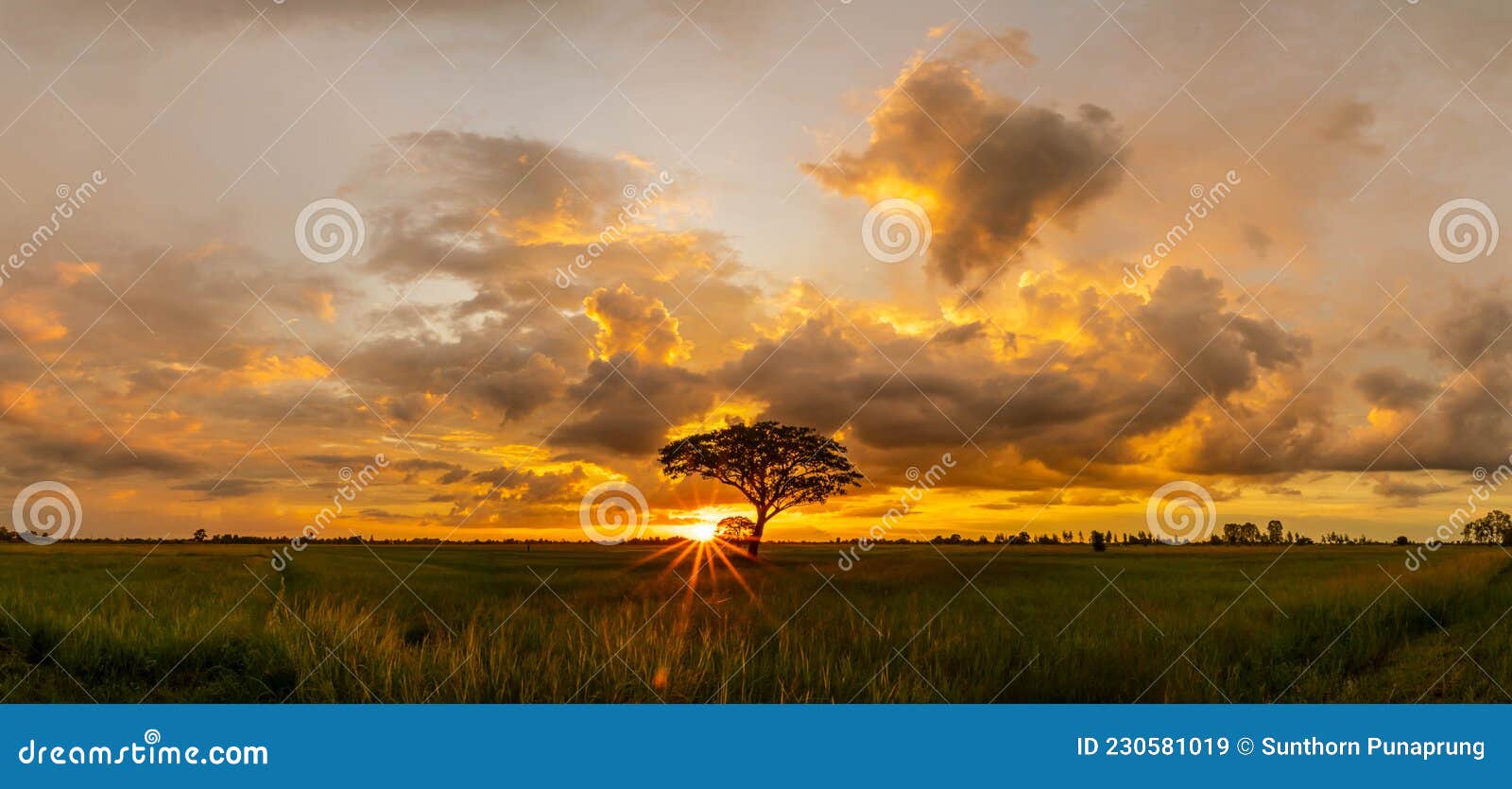 Sunset Atmosphere with Shadows of Trees. Shadow Trees with Sunset Stock ...