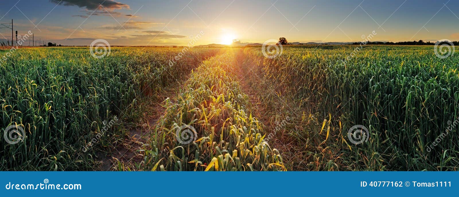 Panorama Sunset Over Wheat Field with Path Stock Photo - Image of farm ...