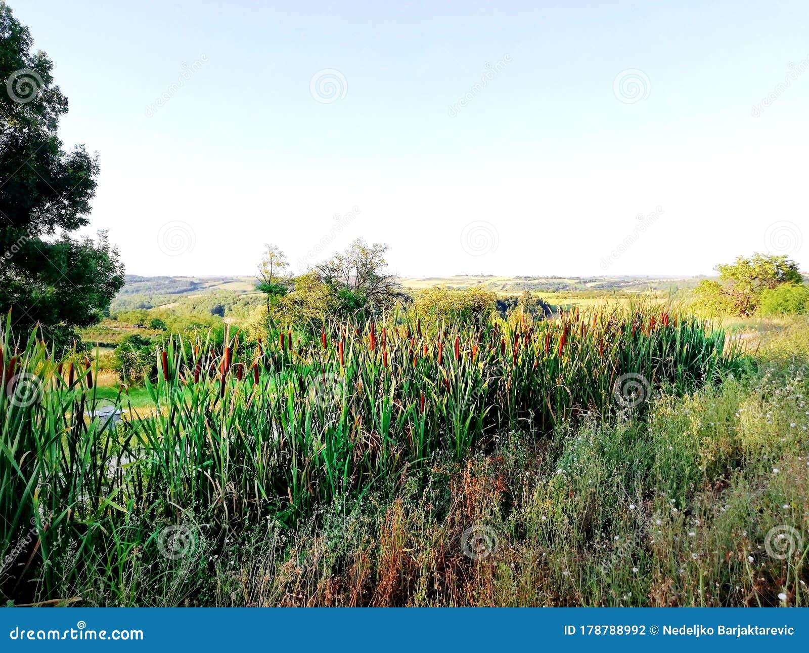 Panorama Swamp Covered with Reed,rural Environment Stock Photo - Image ...