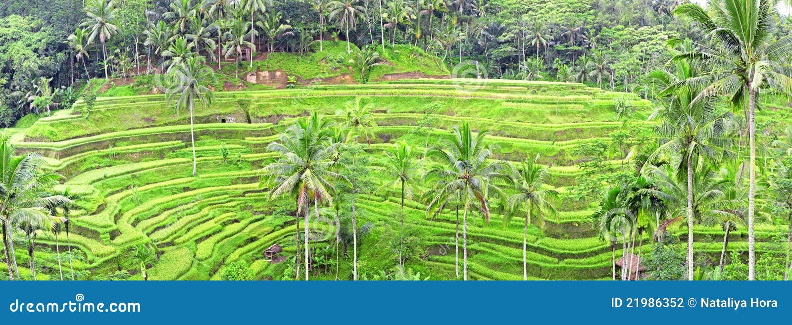 Panorama of Tegalalang Rice Field Terraces, Bali Stock Photo - Image of ...