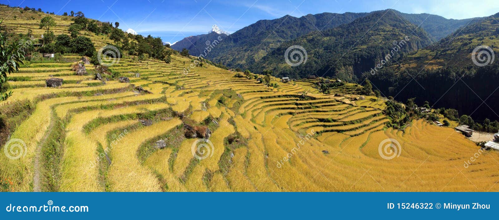 Terrace Rice Field In North Thailand. Pa Bong Piang Rice Paddy Field In ...