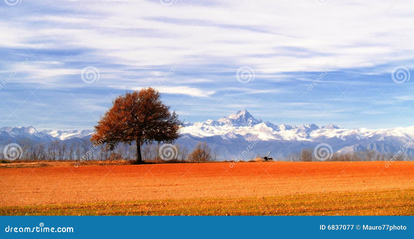 Panorama tree stock image. Image of field, solitude, nature - 6837077