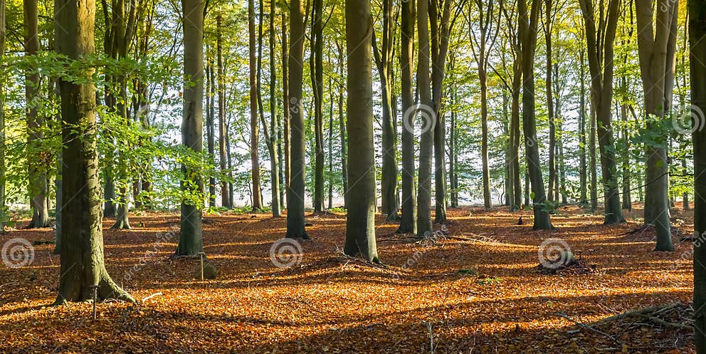 Panorama of Tree Stems in Autumn in Evertsbos Stock Photo - Image of ...