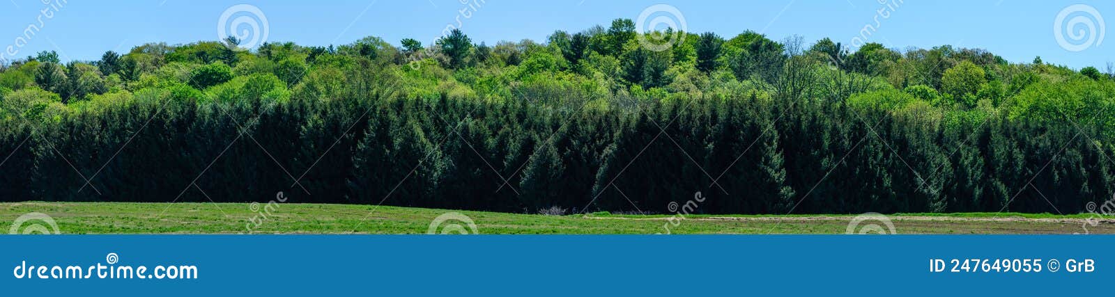Panorama of a Treeline with Evergreen Trees Lining the Front Stock ...