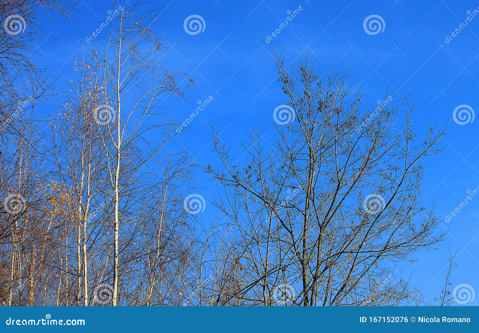 Panorama of Trees in Autumn Stock Photo - Image of branches, forest ...