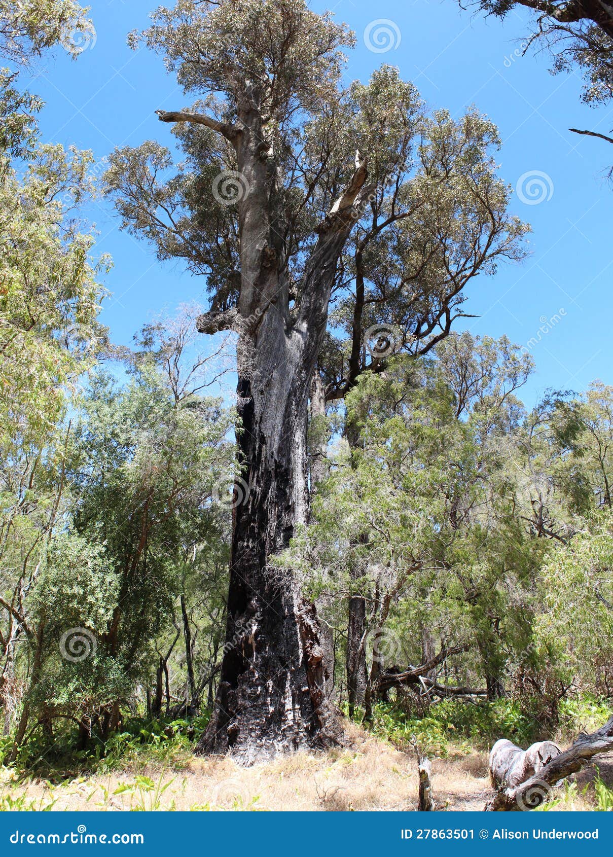 Tuart Tree, Foliage And Branches, Australia Stock Photo | CartoonDealer ...