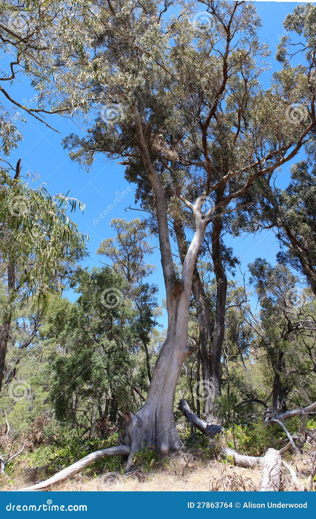 Panorama of Tuart Tree in National Park Stock Photo - Image of sandy ...