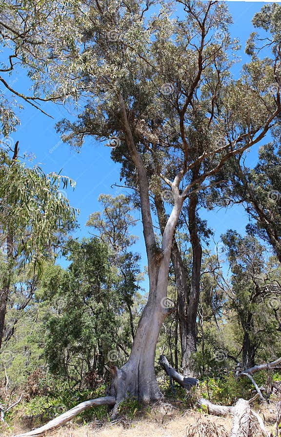 Panorama of Tuart Tree in National Park Stock Photo - Image of sandy ...