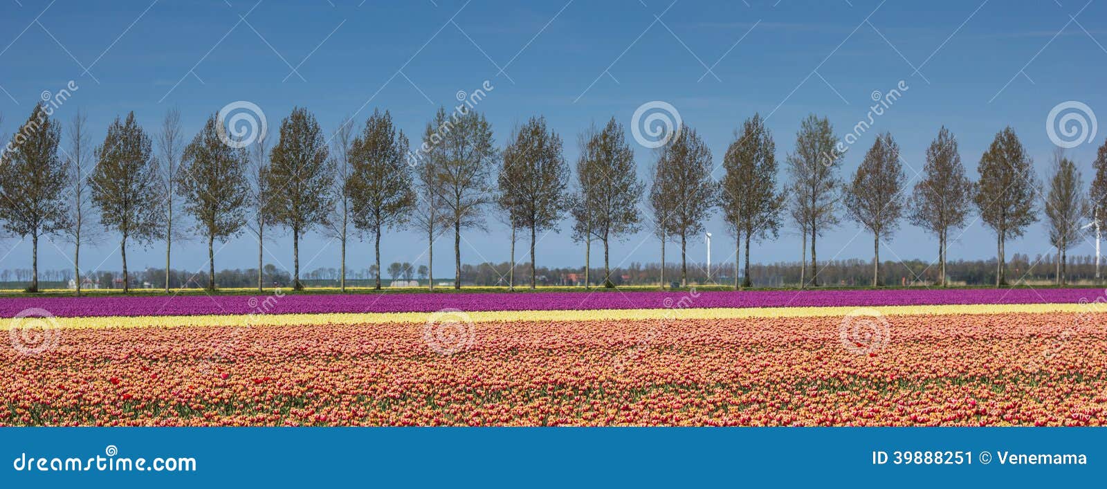 Panorama of Tulips Field Along a Treeline Stock Image - Image of ...