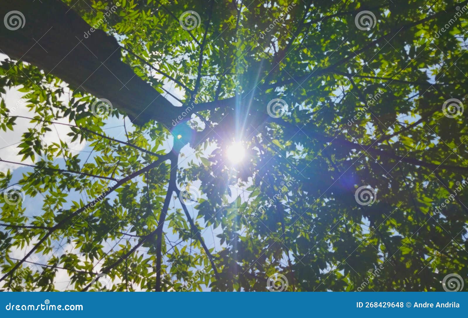 Panorama Under the Trees with Sun Rays Stock Photo - Image of environment, decidoues: 268429648