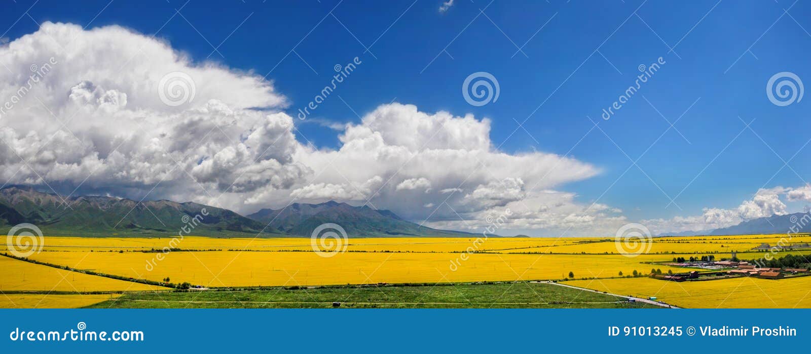 Panorama of the Valley of Yellow Flowers. Stock Image - Image of pine ...