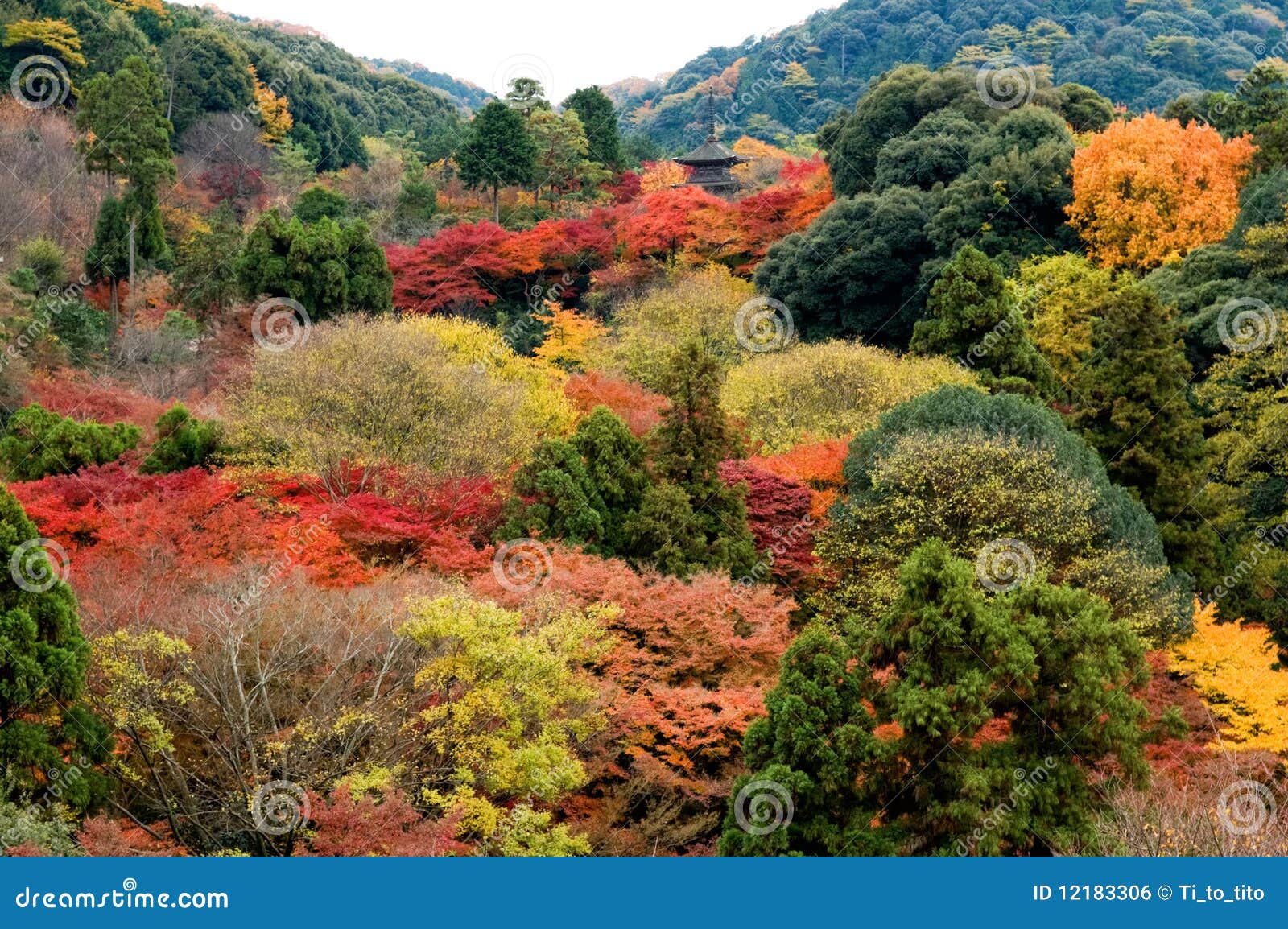 Panorama View of Colorful Trees Stock Photo - Image of season, scene ...
