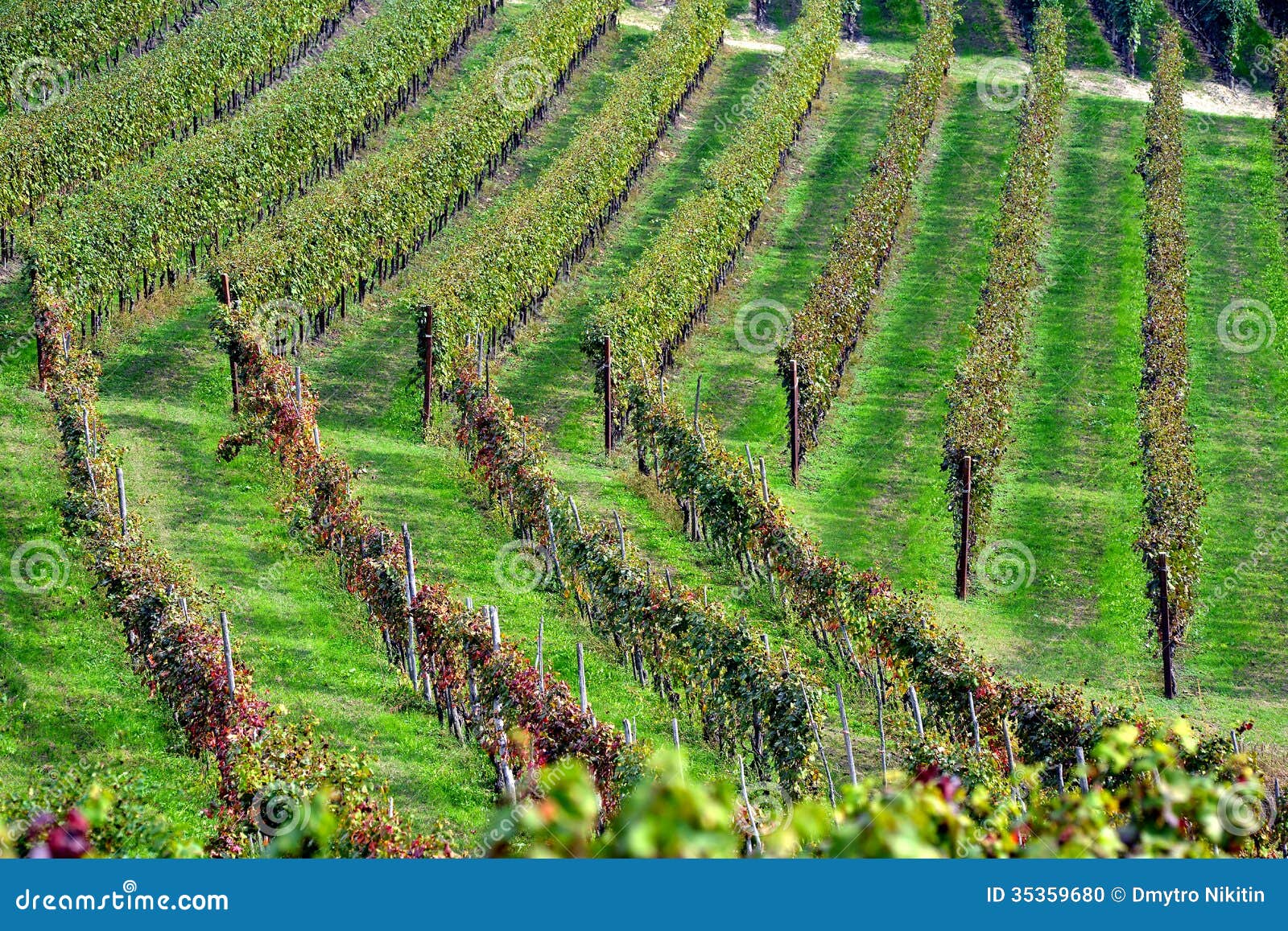 Panorama of vineyards stock photo. Image of tree, panorama - 35359680