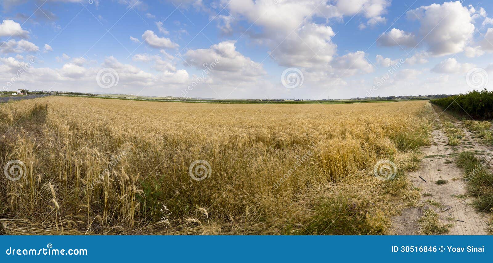 Panorama Wheat Field stock photo. Image of hanadiv, wheat - 30516846