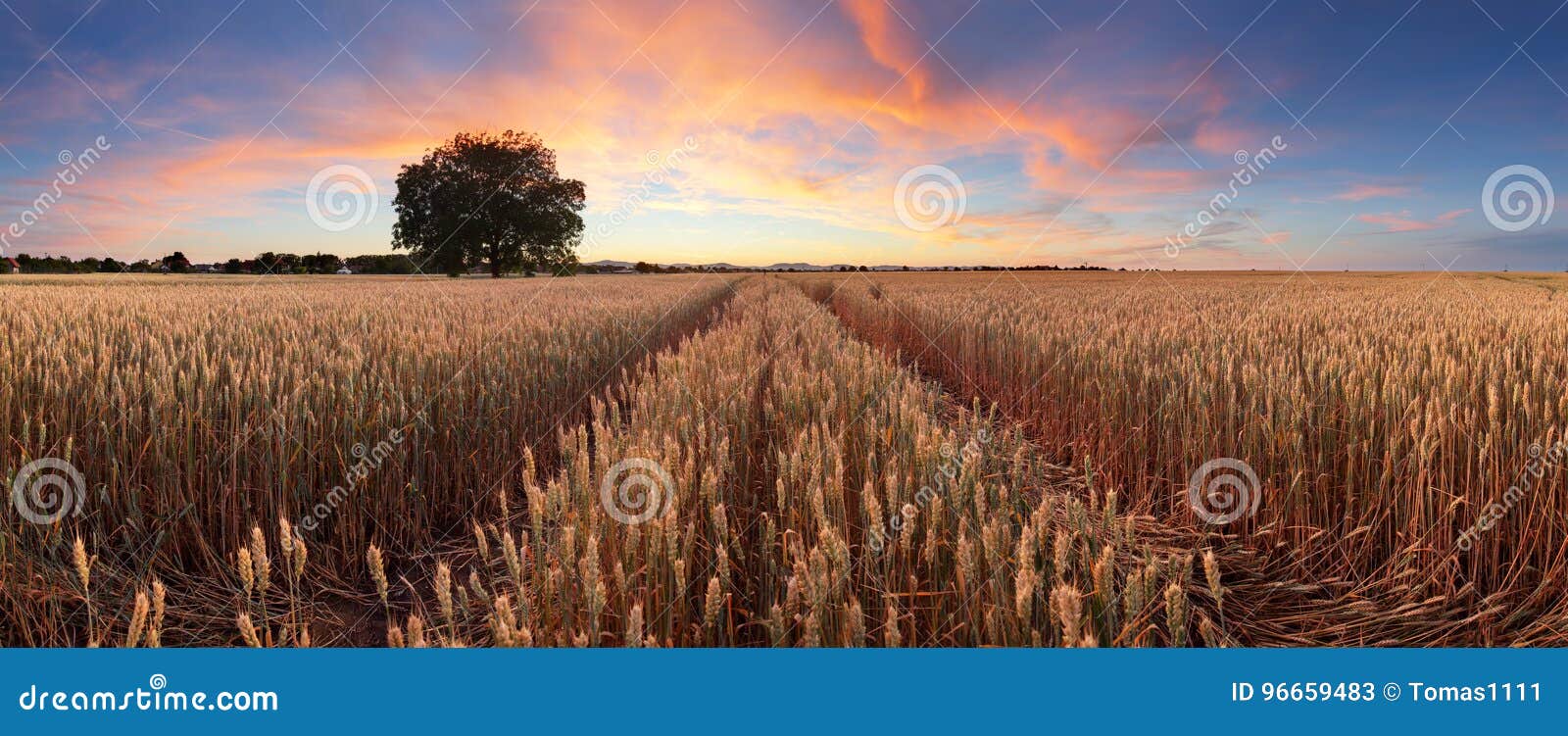 Panorama of a Wheat Field Landscape with Path Stock Image - Image of ...
