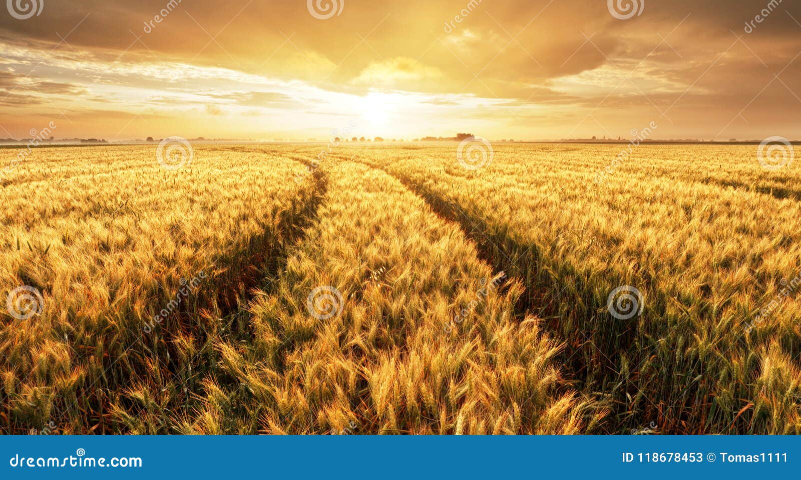 Panorama of Wheat Field at Sunset Stock Image - Image of background ...