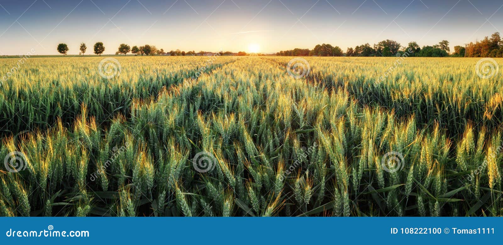 Panorama of Wheat Field at Sunset Stock Photo - Image of land, evening ...