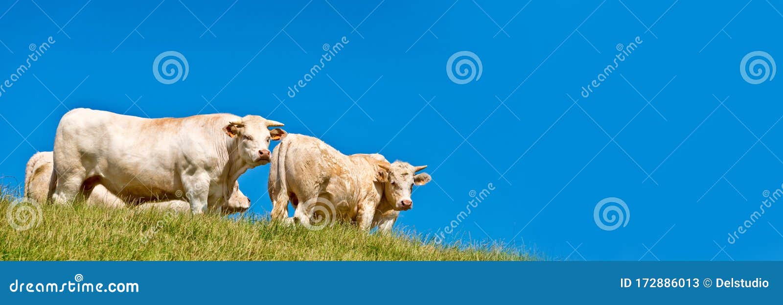 Panorama of White Cows on a Hill Blue Sky Background Stock Image ...