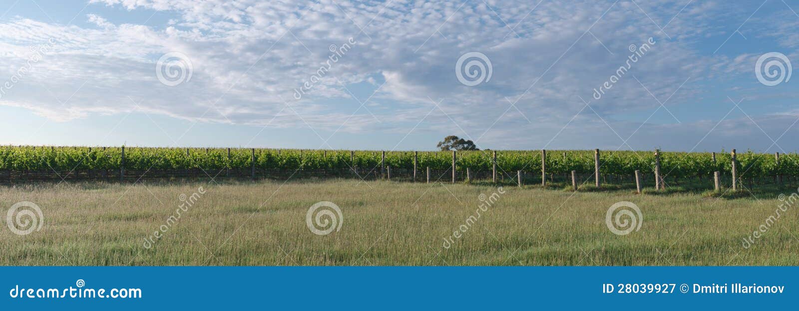 11,388 Tree Line Panorama Stock Photos - Free & Royalty-Free Stock ...