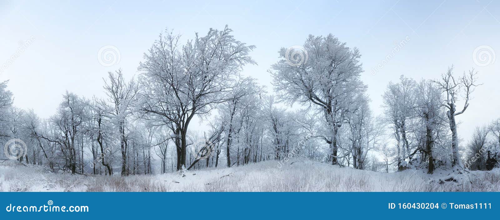 Panorama of Winter Forest with Trees Covered Snow Stock Photo - Image ...